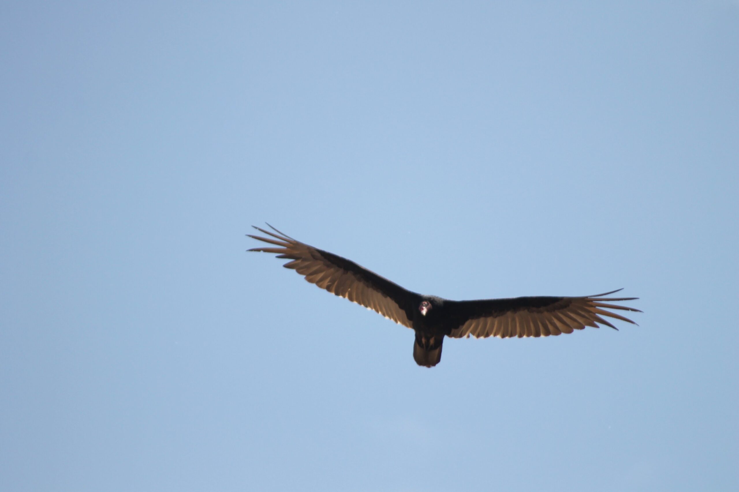 Exploring the Western NY Wilds: The turkey vulture – beauty is in the ...