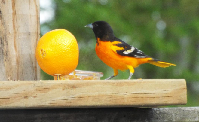 Wiser’s Wramblings-Birds of a Feather Often Travel Together, view ...