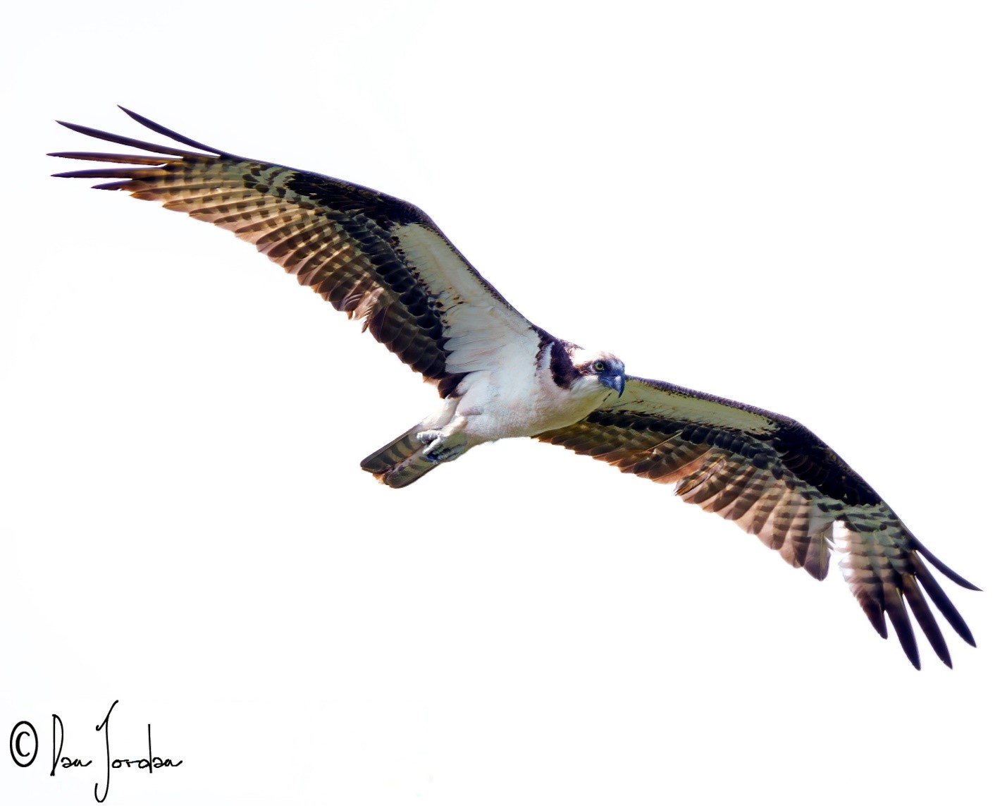 Dan Jordan's Wild World: Osprey - The HORNELL SUN