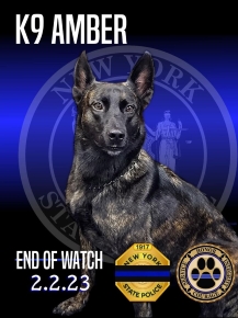 Sad news: NYS Police K9 Amber passes away unexpectedly - The HORNELL SUN