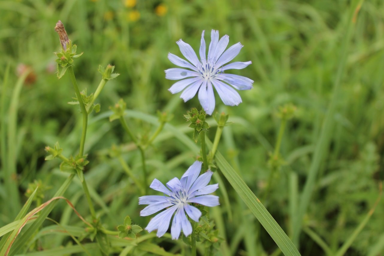 Exploring the Western NY Wilds: Chicory – coffee from your backyard ...