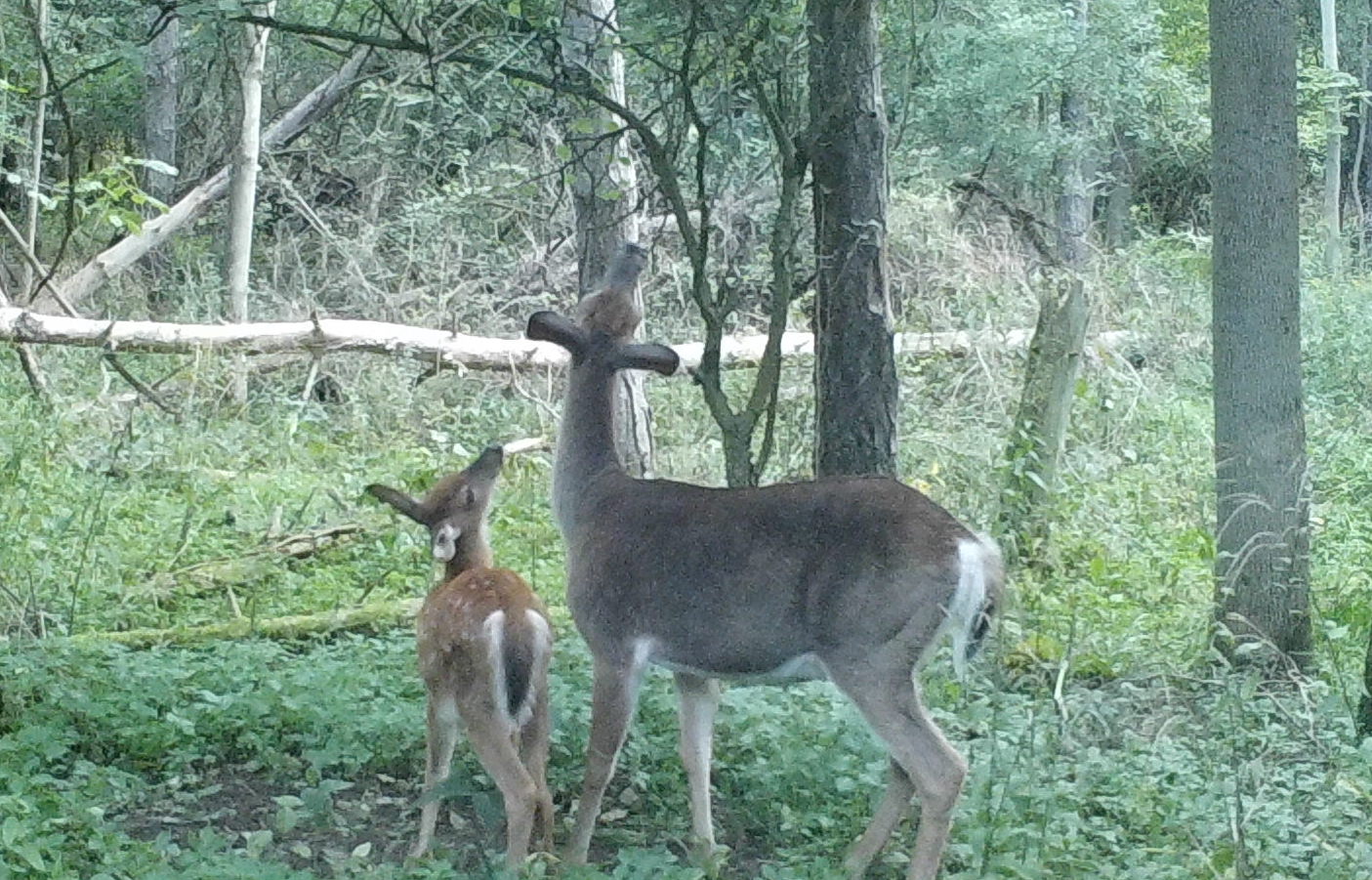 In the Outdoors: Does drive the Whitetail Internet too - The HORNELL SUN