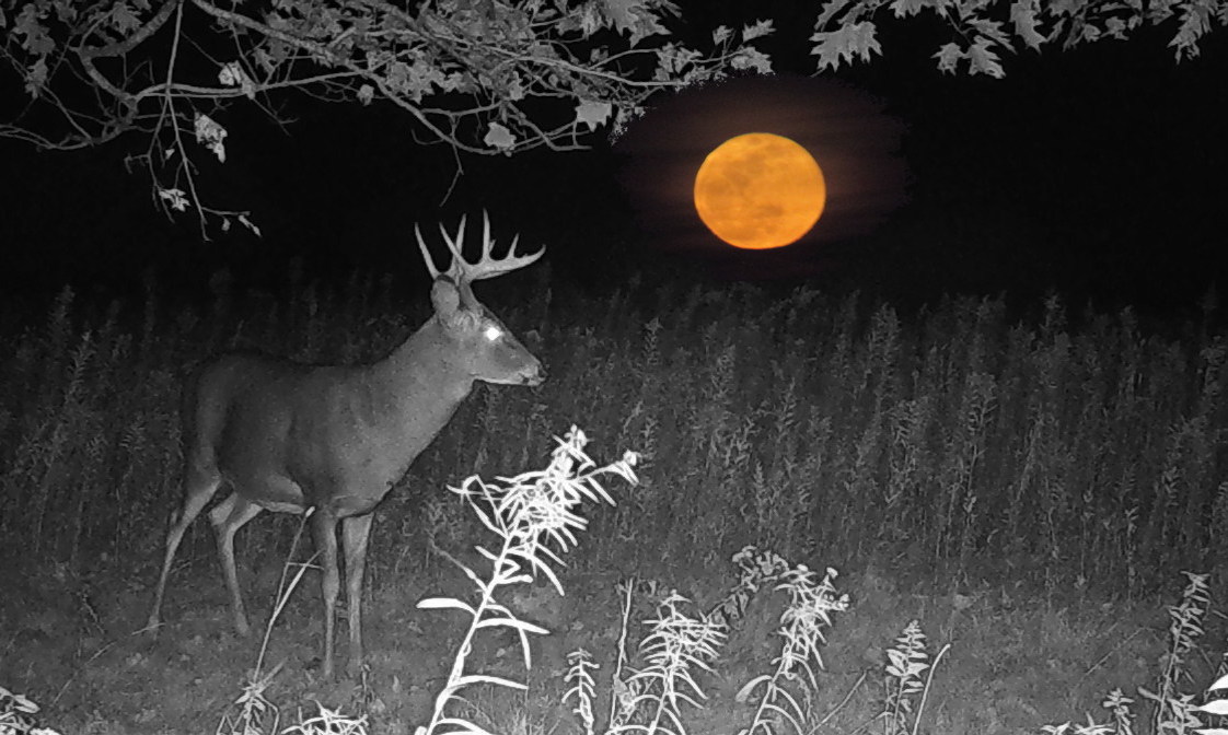 In the Outdoors: Full Hunter’s Moon Saturday - The HORNELL SUN