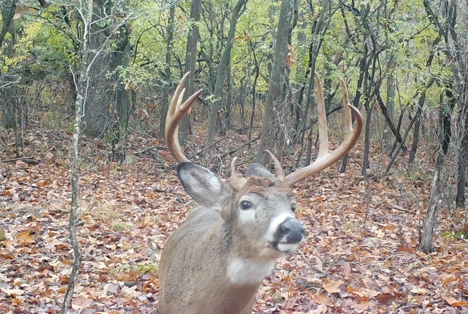 In the Outdoors: New York state deer season starts Saturday - The ...