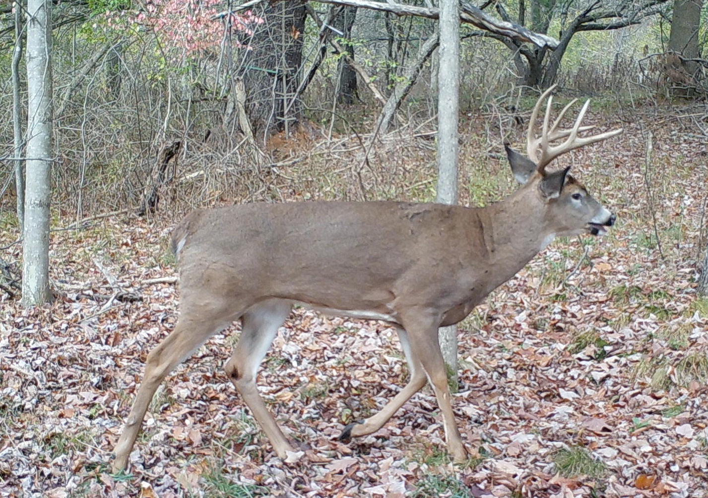 In the Outdoors: In the middle of the first Whitetail Rut peak - The ...