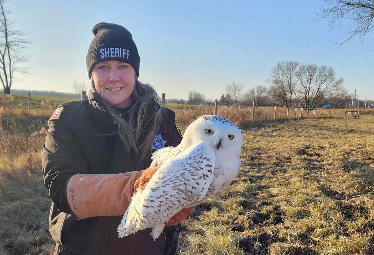 Snowy Owl saved by sheriff deputies - The HORNELL SUN