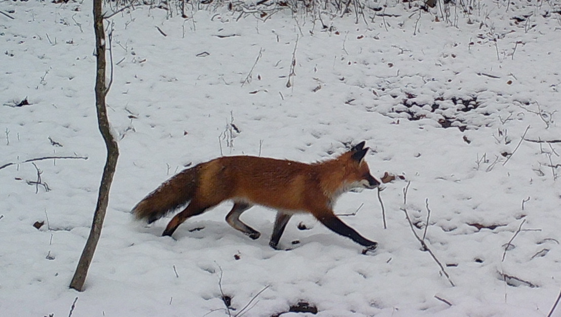 In the Outdoors: Our foxes, Red and Gray - The HORNELL SUN