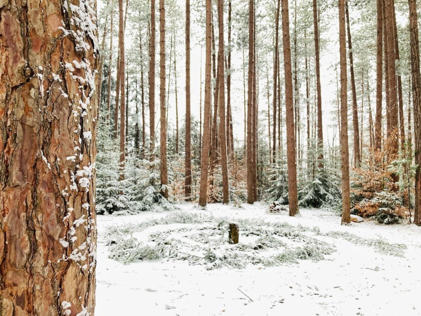 Celebrate the Winter Solstice at Cumming Nature Center in Naples NY ...