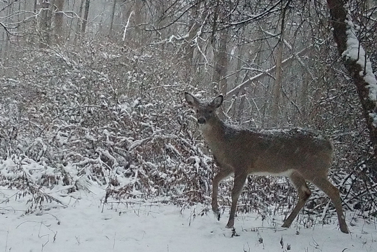 In the Outdoors: Dealing with the cold - The HORNELL SUN