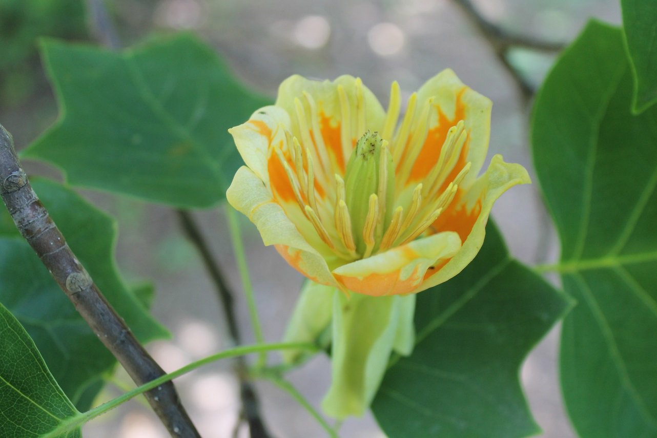 Exploring the Western NY Wilds: The underappreciated tulip tree - The ...