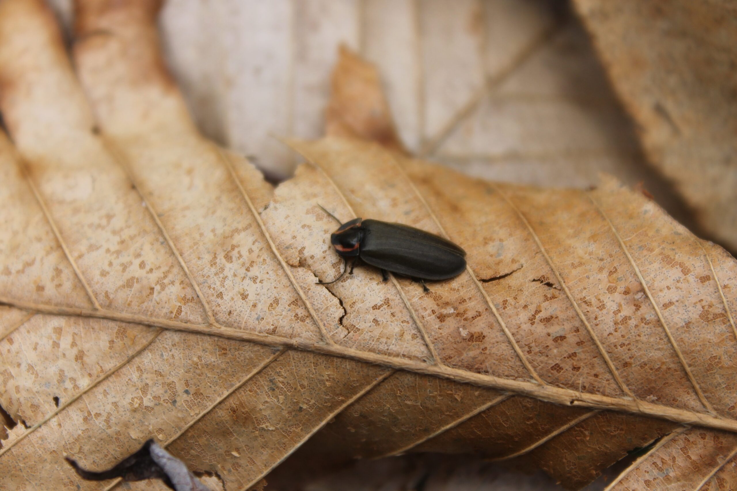 Exploring the Western NY Wilds: Fireflies without the fire - The ...