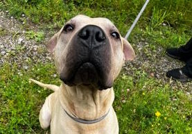 Update: Dogs have been adopted! Two new dogs need homes as the owner ...