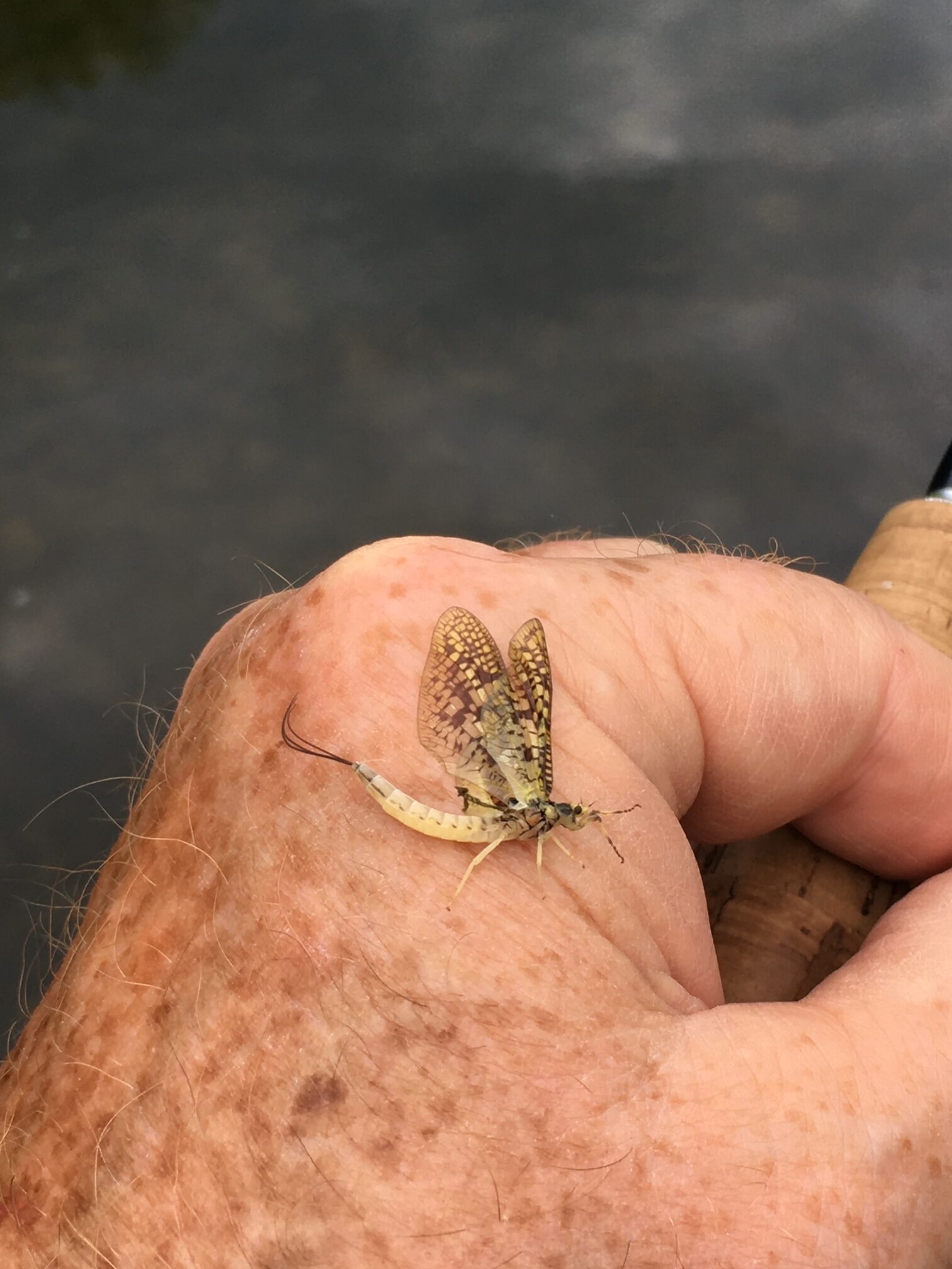 In the Outdoors: At the peak of the Green Drake hatch - The HORNELL SUN