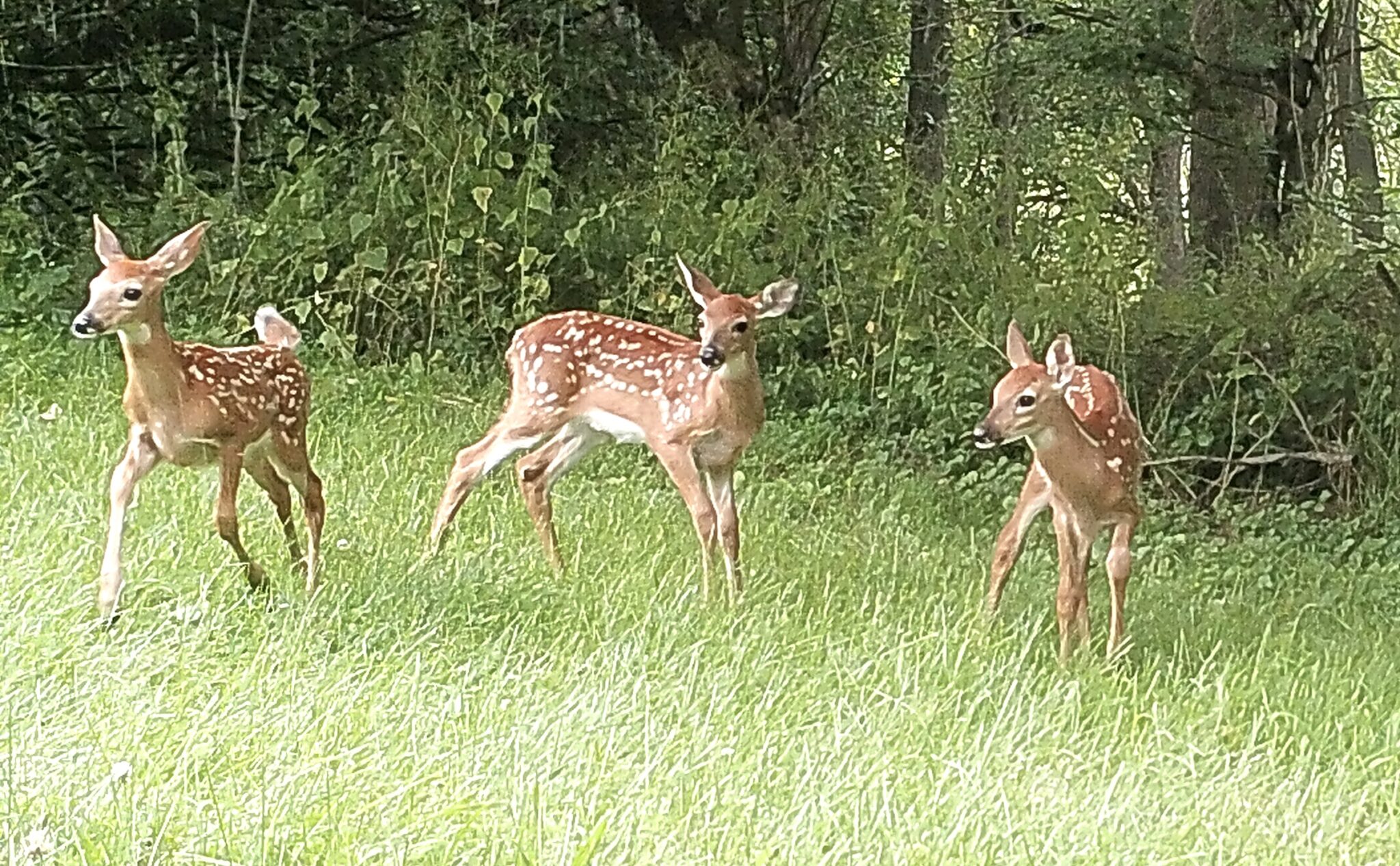 Obituaries Archives - The HORNELL SUN