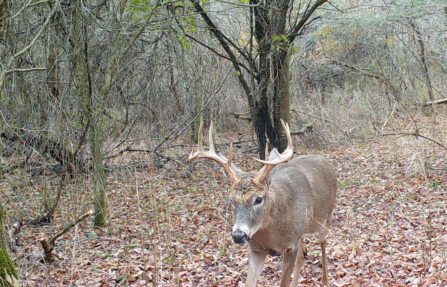 In the Outdoors: Scoring whitetail bucks - The HORNELL SUN