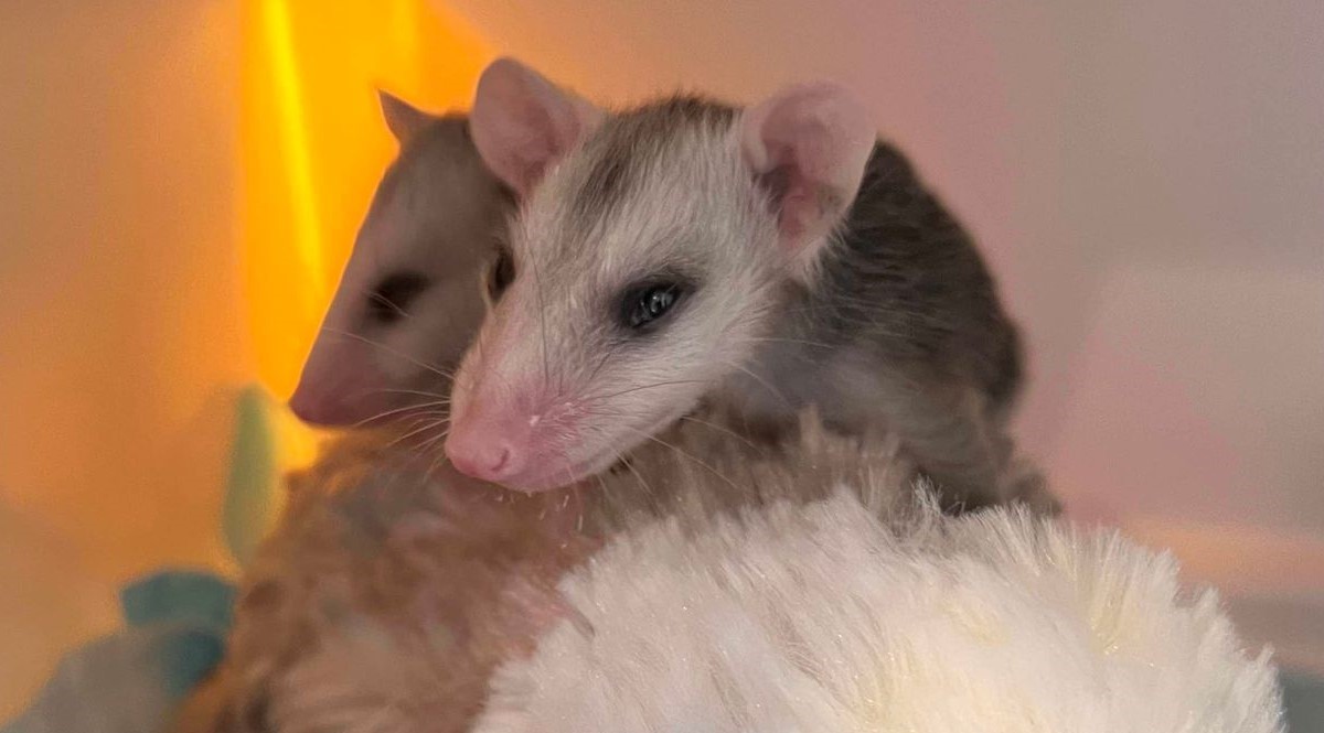 Life on the Wild Side: Meet Jack, Janet, and Chrissy!! Throw them a ...