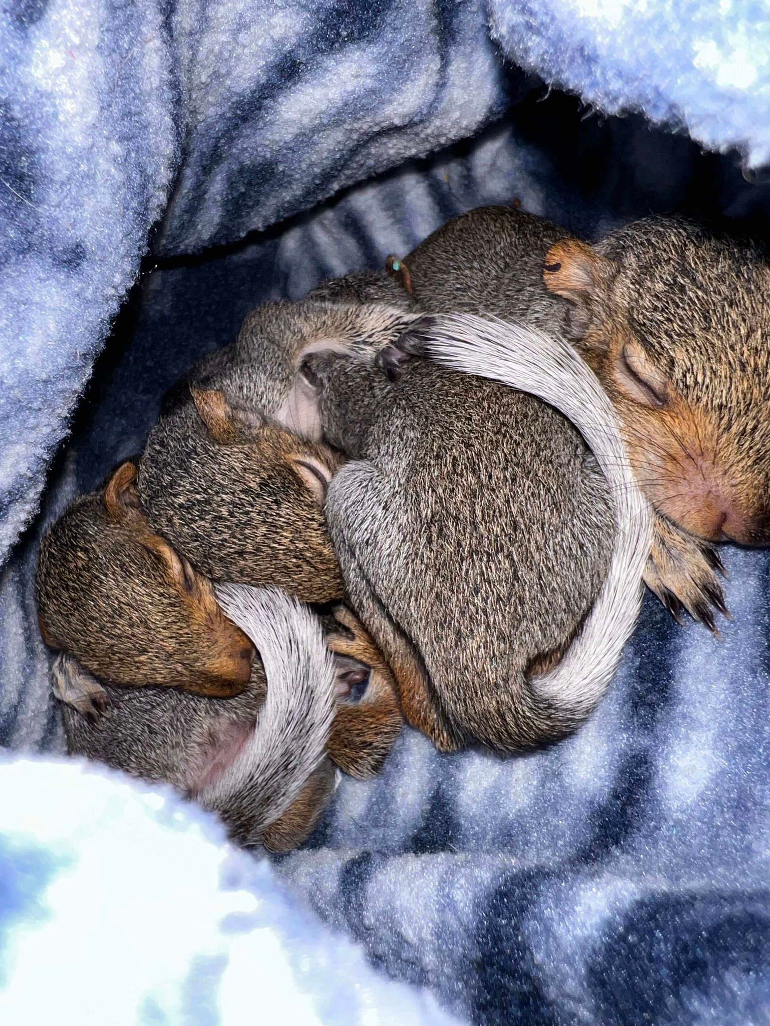 Baby Grey Squirrels!! Hammy, Sammy, Anna, Elsa and Gus could use a ...