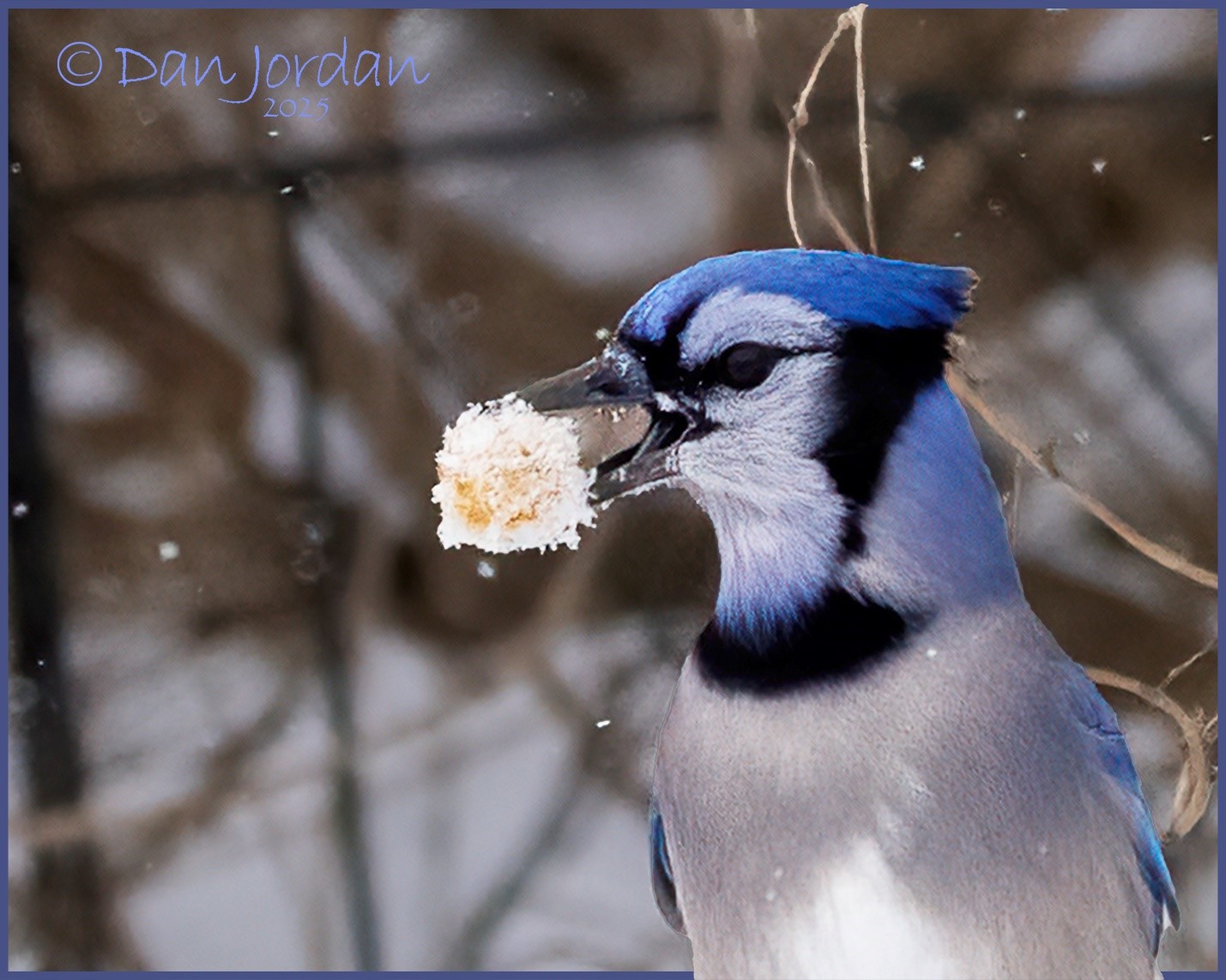 Bird is the Word: Blue Jay beauty and humor - The HORNELL SUN