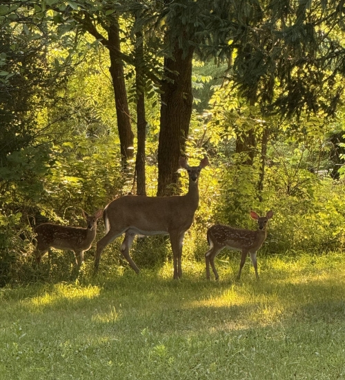 Alstom Opens New State-of-the-Art Plant 4 Facility in Hornell, NY ...