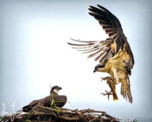 Eleanor J. "Ellie" Hillman, 95, Hornell - The HORNELL SUN