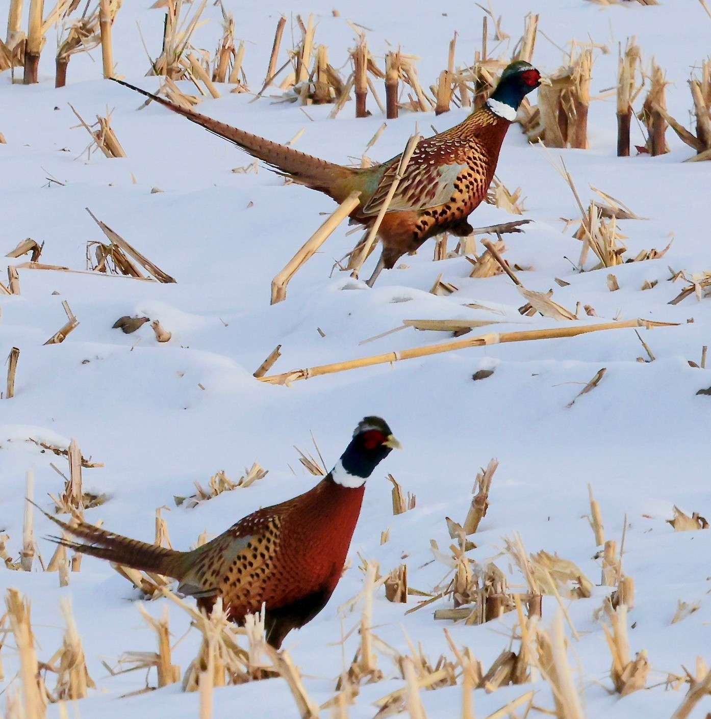 Exploring the Western NY Wilds: Where did all of the pheasants go ...