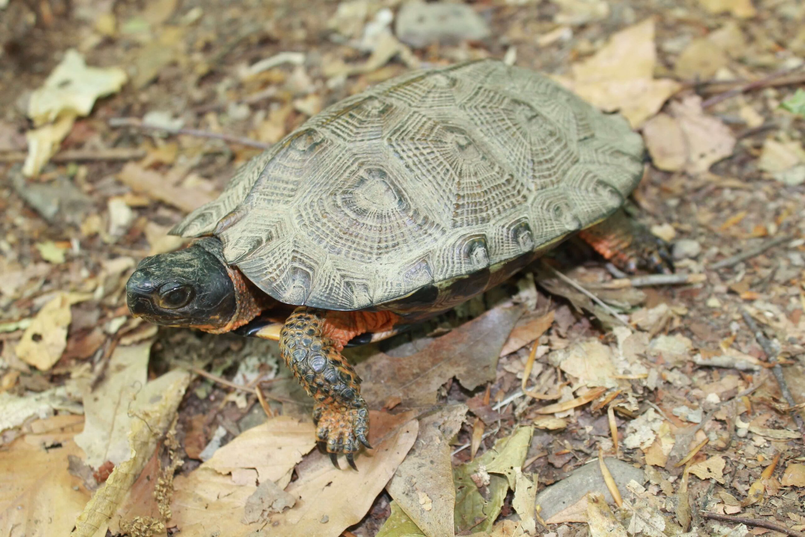 The rare and interesting wood turtle - The HORNELL SUN